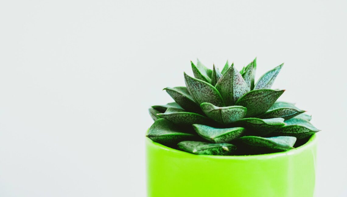 Predivni sukulenti kao dekoracija svakom domu - Ljepota&Zdravlje Hrvatska