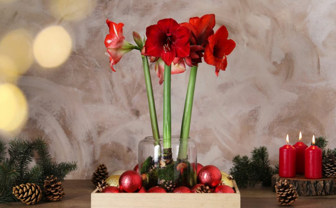 Amarilis: Cvijet koji posebno volimo u zimsko doba